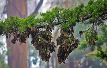 Home - Farmers for Monarchs