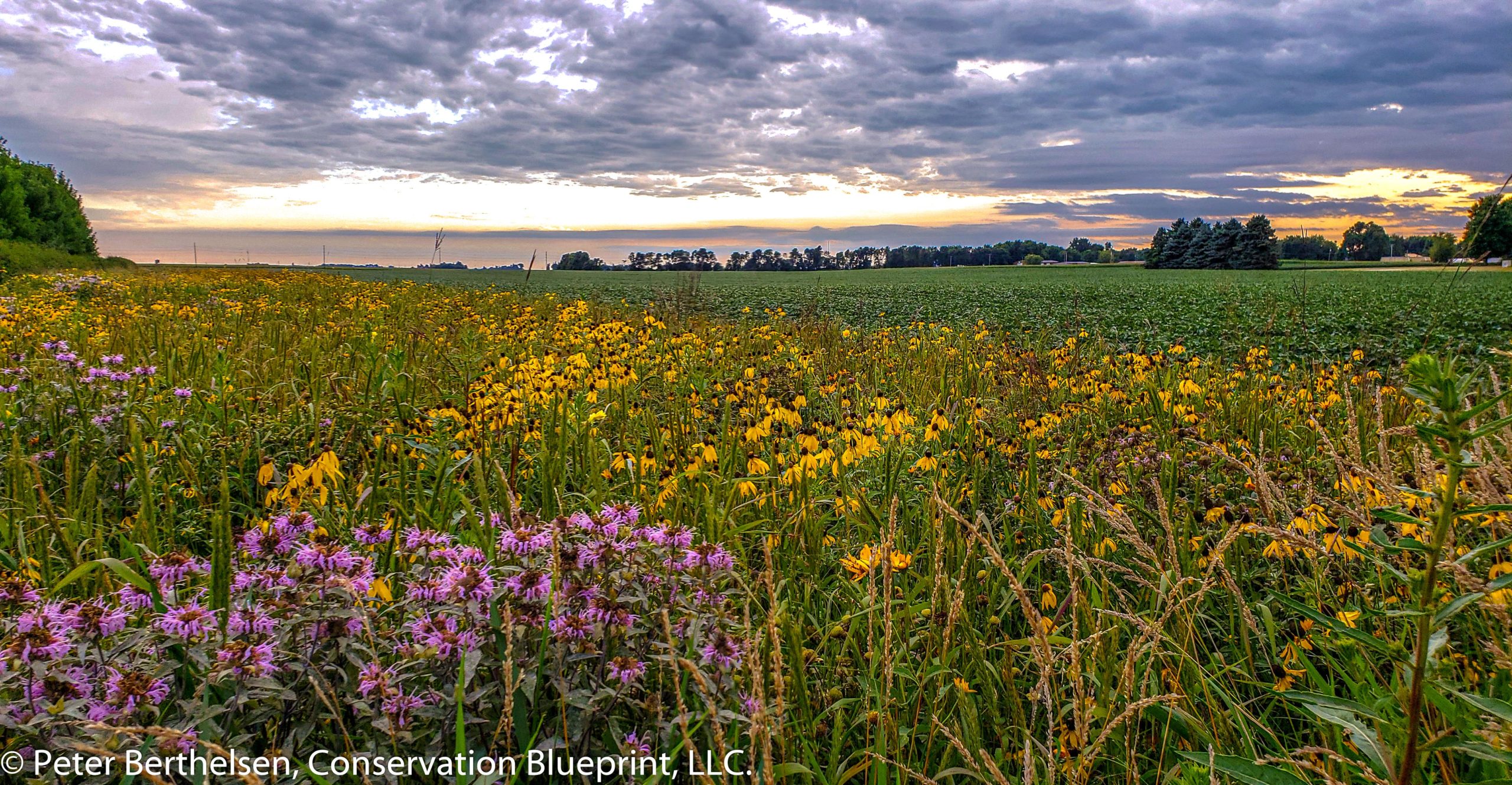 Pollinator and Agriculture - Watermark (1 of 1) (002) - Farmers for ...
