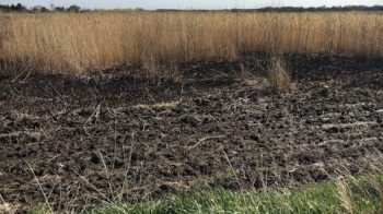 Prescribed Fire is a Great Way to Maintain Pollinator Habitat; But ...